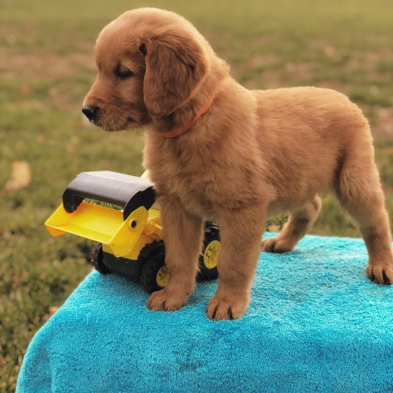 Womper - Male - $1000.00- SOLD | Rockvale Puppies