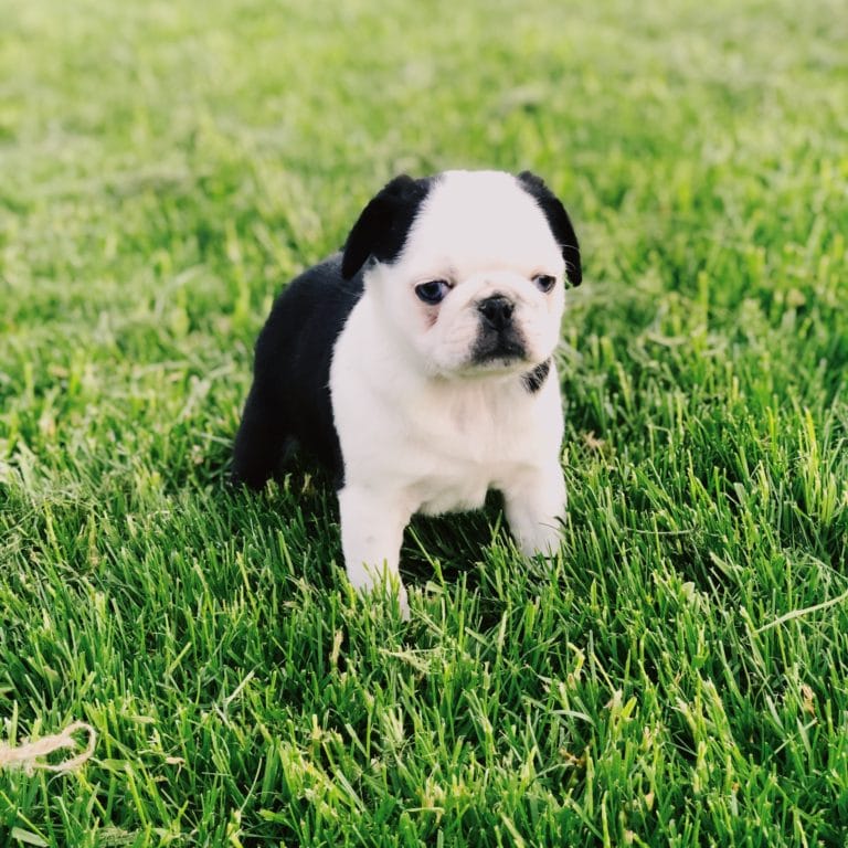 SOLD - Purebred Pug. AKC. Jackie - Male. $4000.00 DOB 4/12/20 ...