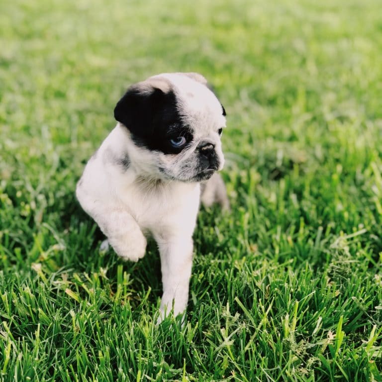 SOLD - Purebred Pug. AKC. Sally - Female. $5000.00 DOB 4/10/20 ...