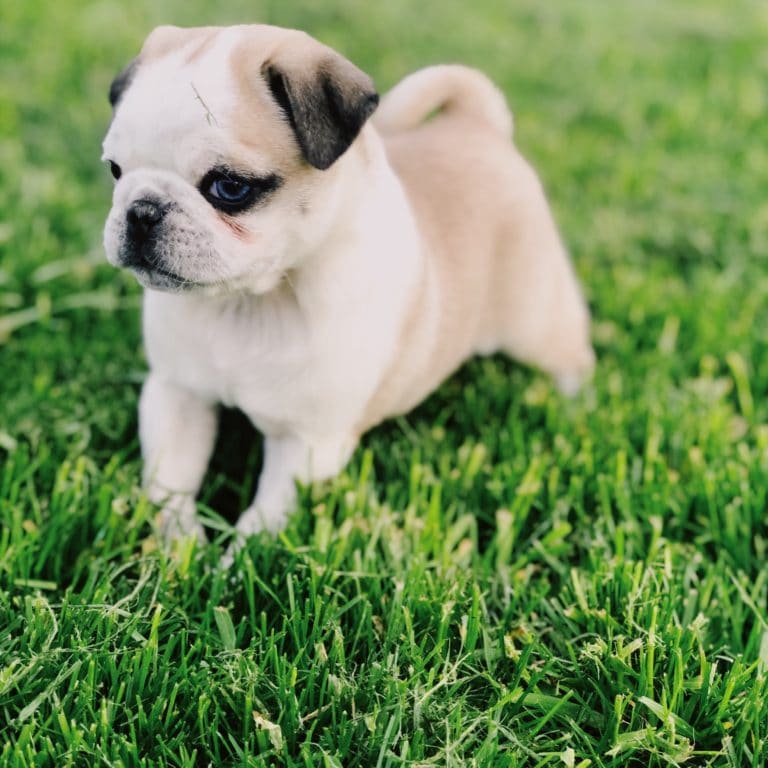 SOLD - Purebred Pug. AKC. Sammy - Male. $5000.00 DOB 4/10/20 | Rockvale ...