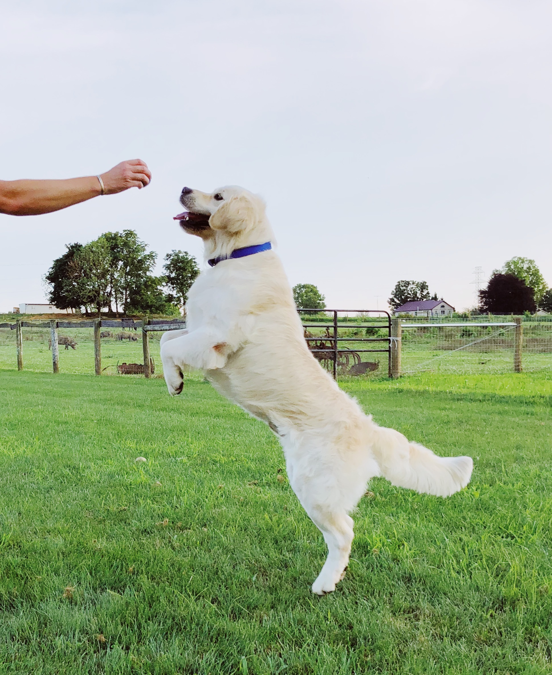 "Macho" - AKC European English Cream Golden Retriever Stud Service ...