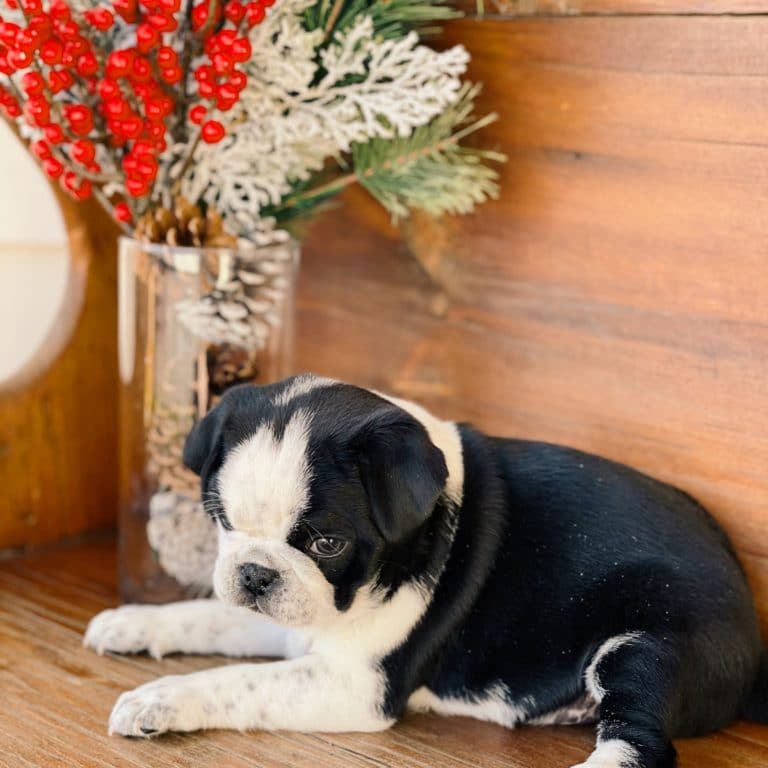 SOLD Rare Color Panda Pug Puppy. Pure Bred. $4500.00. Female - Paisley ...