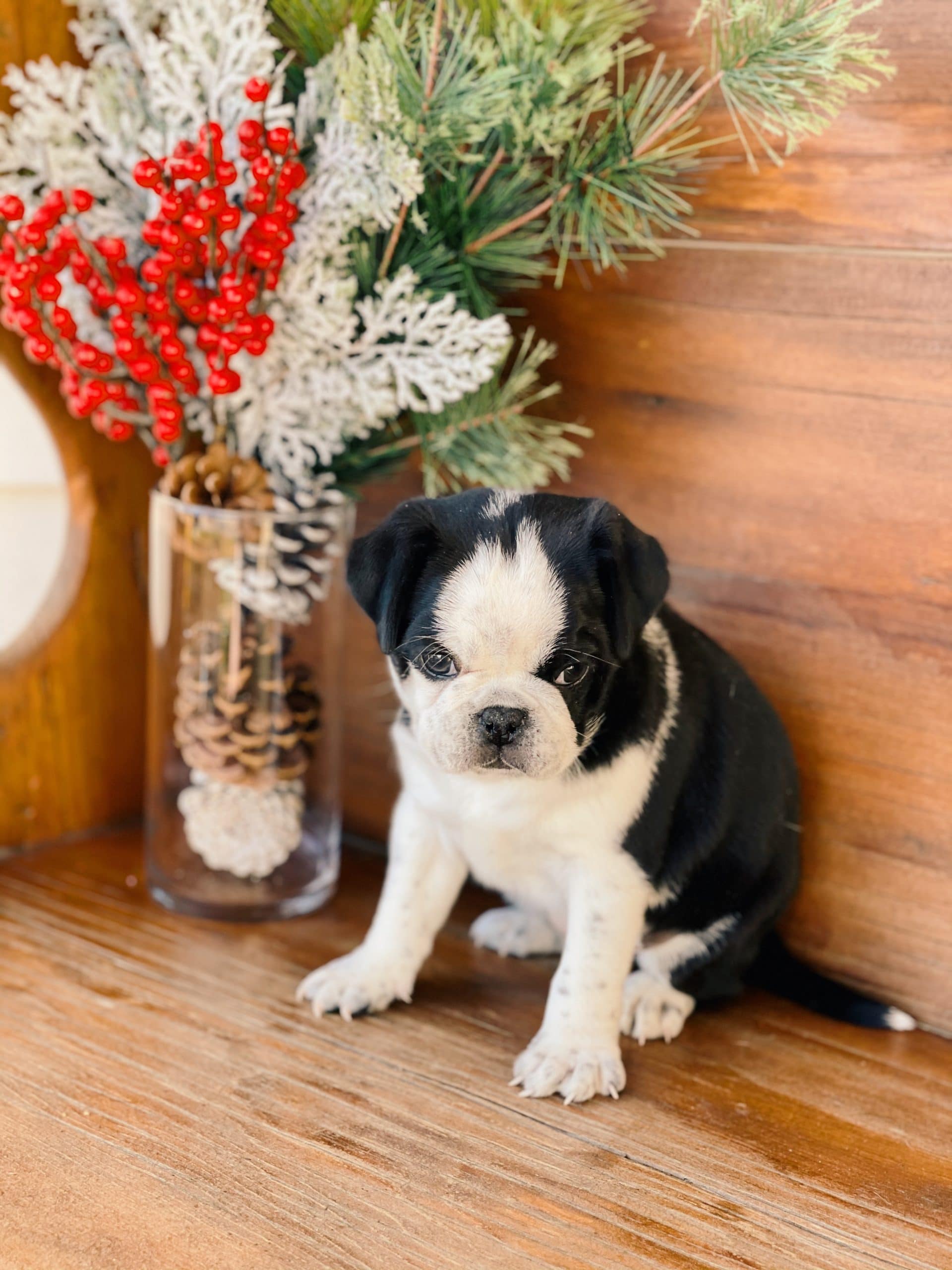 SOLD Rare Color Panda Pug Puppy. Pure Bred. $4500.00. Female - Paisley ...