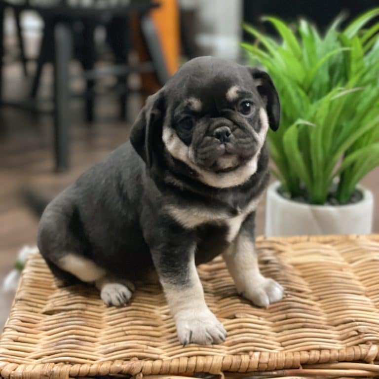 Past Puppies | Rockvale Puppies
