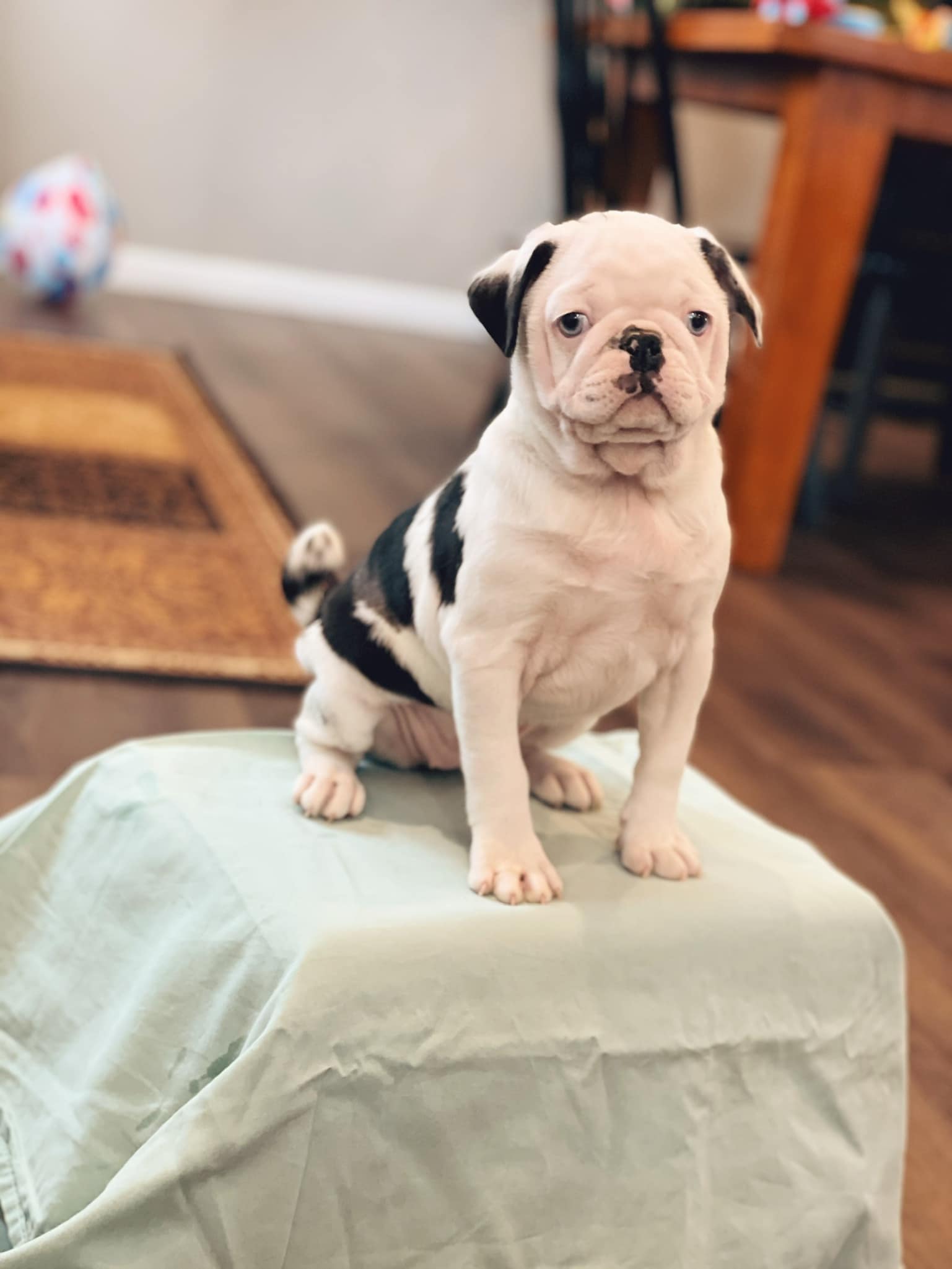 SOLD - Rare KOI Panda. Female. Family Raised in Lancaster County ...