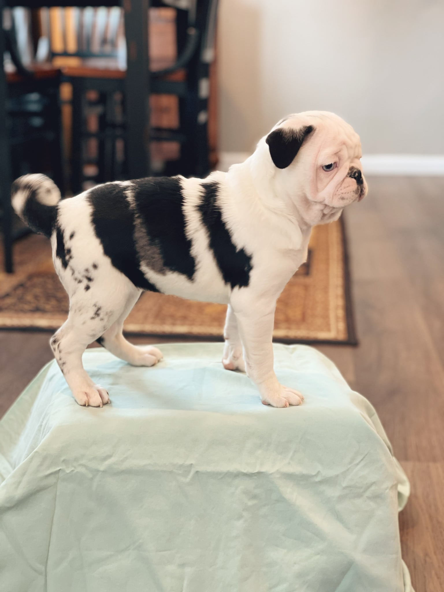 SOLD - Rare KOI Panda. Female. Family Raised in Lancaster County ...
