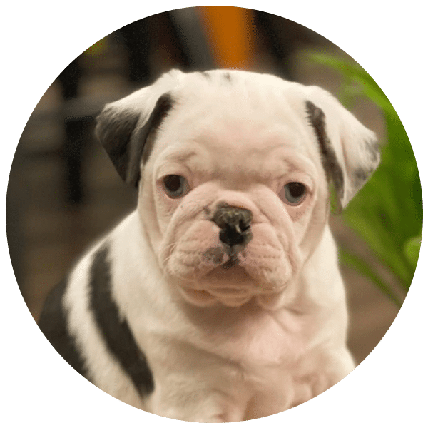 About Us | Rockvale Puppies