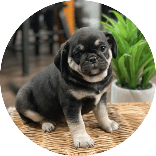 View Puppies for Sale | Lancaster PA Based | Rockvale Puppies