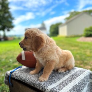 Past Puppies | Rockvale Puppies