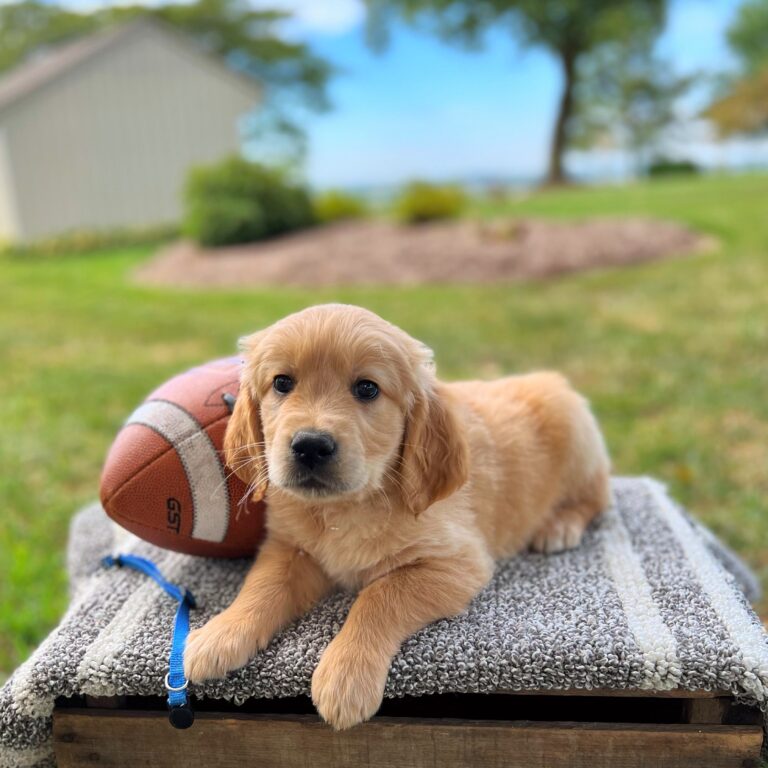 Pure bred AKC Registered European Golden Retriever Puppies | Rockvale ...