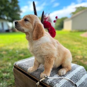 Past Puppies | Rockvale Puppies