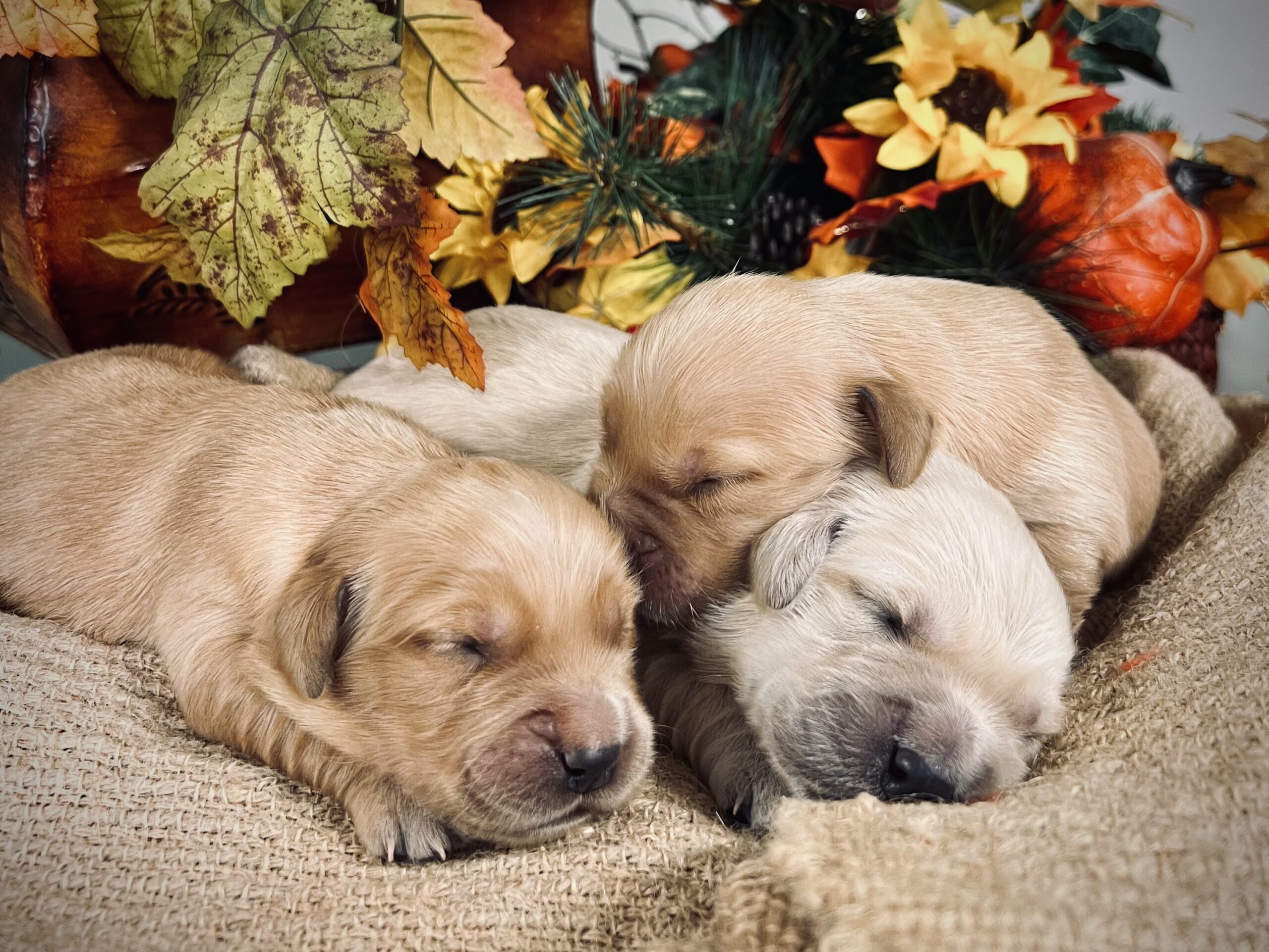View Puppies for Sale | Lancaster PA Based | Rockvale Puppies