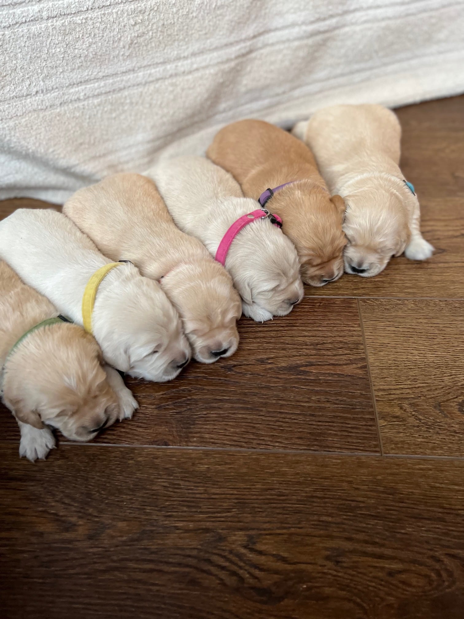 View Puppies for Sale | Lancaster PA Based | Rockvale Puppies