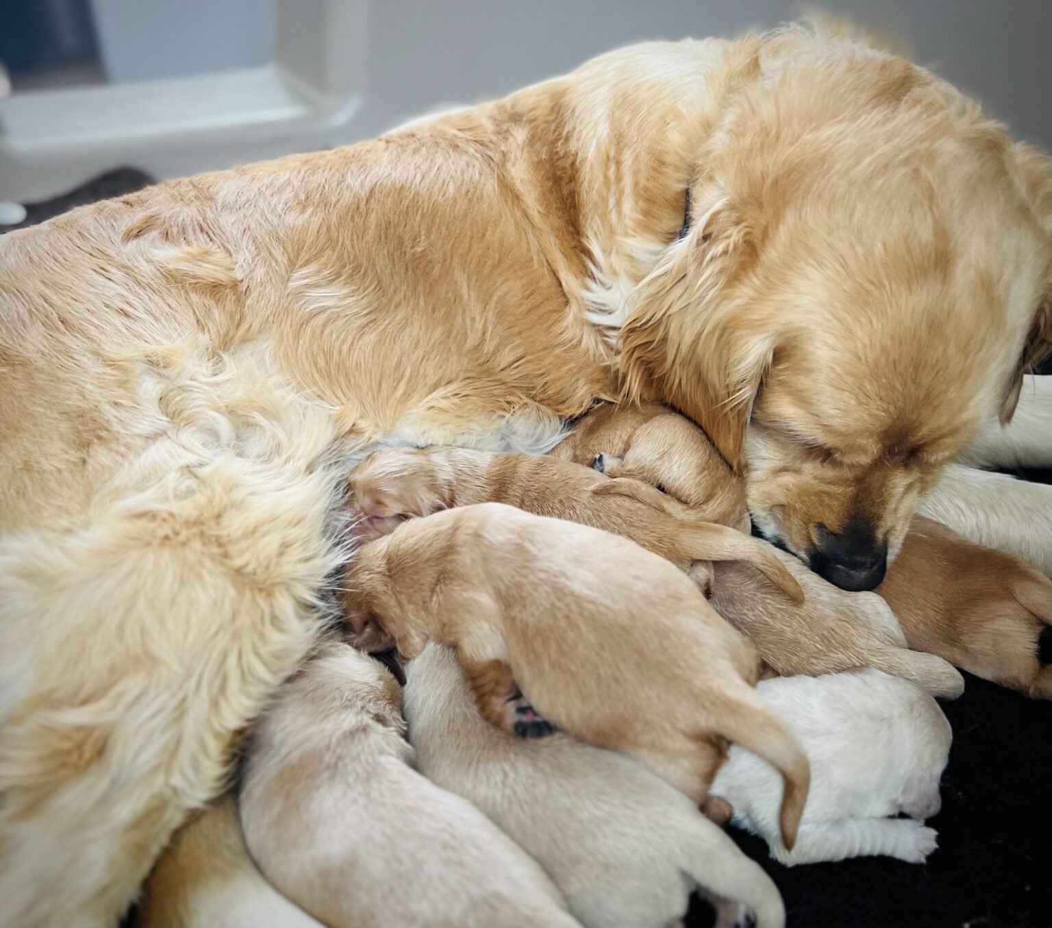View Puppies for Sale | Lancaster PA Based | Rockvale Puppies