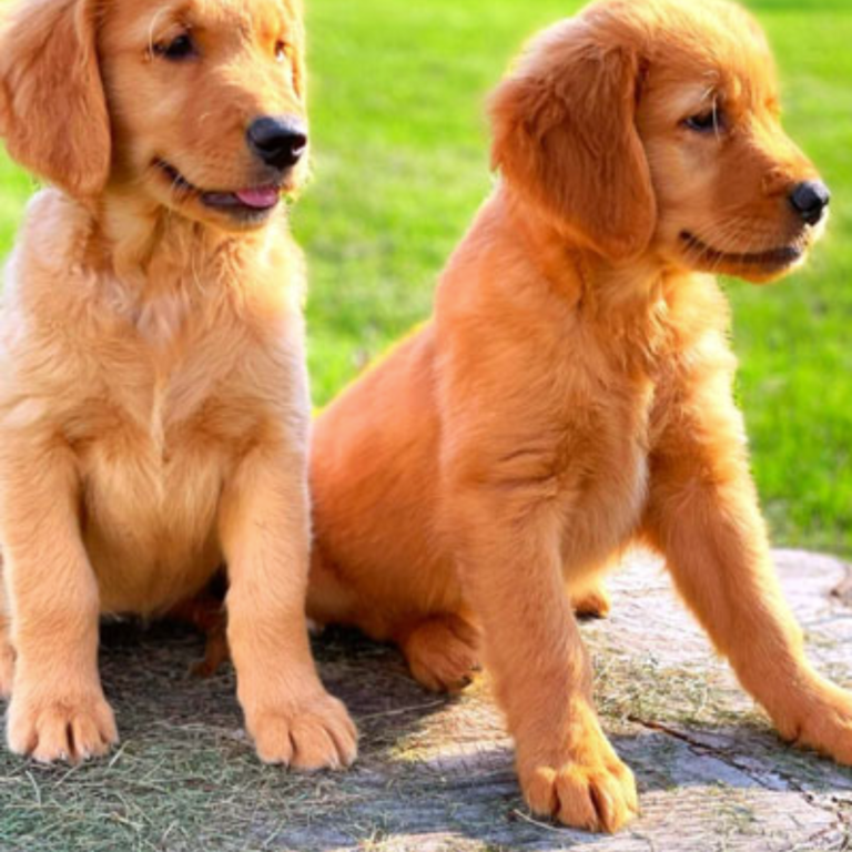 European Golden Retrievers vs. American Golden Retrievers: Which Should ...