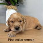 Past Puppies | Rockvale Puppies