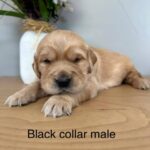 Past Puppies | Rockvale Puppies
