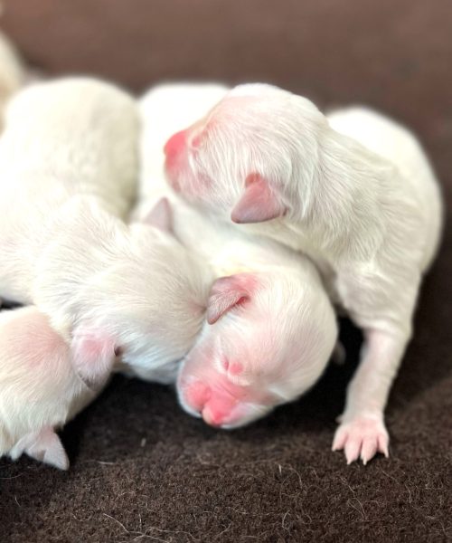 View Puppies for Sale | Lancaster PA Based | Rockvale Puppies