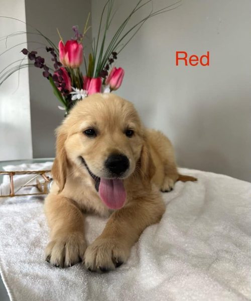 View Puppies for Sale | Lancaster PA Based | Rockvale Puppies